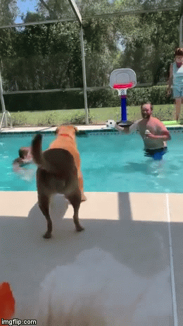 Free throw dog - Imgflip