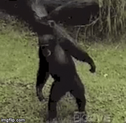 Monkey Upvote - Imgflip