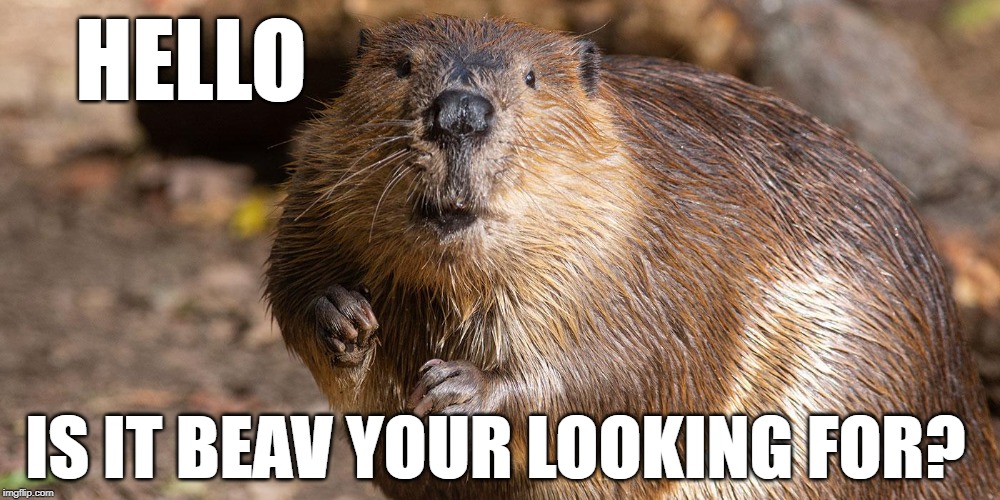 If songs were memes. LOL! Beaver inspired text. Burn me at the stake if ...