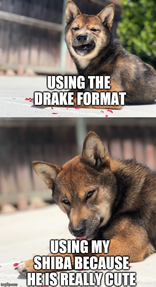 My sassy shibe - Imgflip