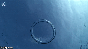 Jellyfish goes for a "spin" - Imgflip