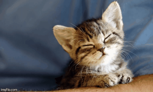 Kitten purr! - Imgflip