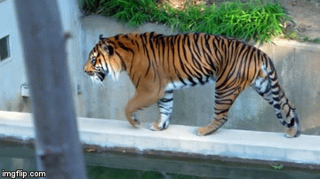 caged pacing tiger - Imgflip