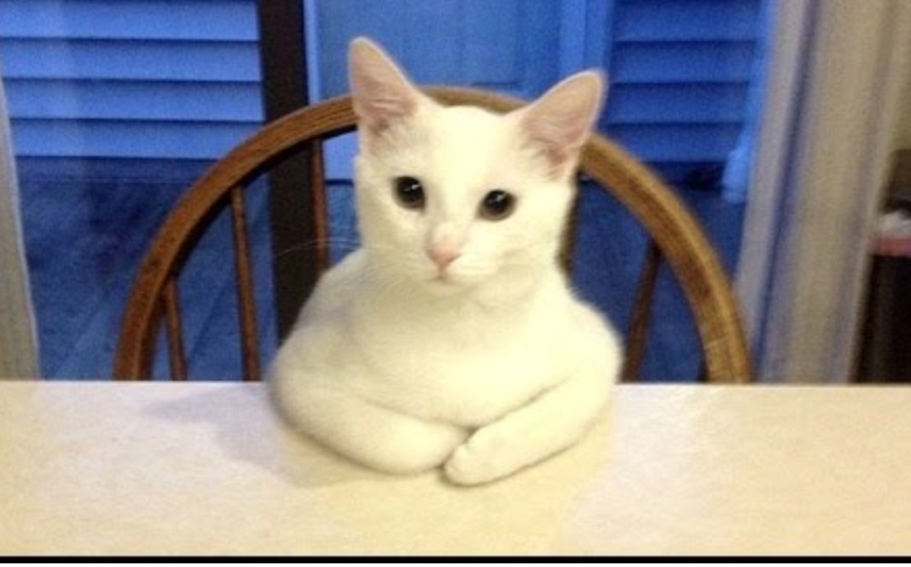 Sitting Kat meme Blank Template - Imgflip