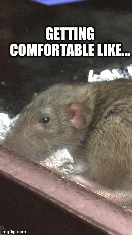 Comfortable as a Rat - Imgflip