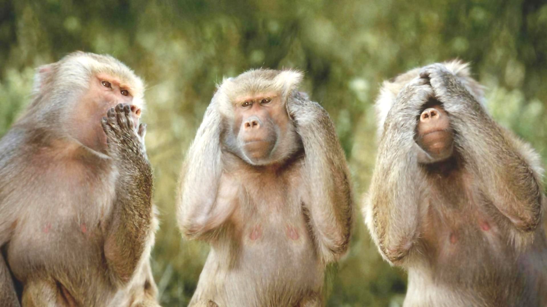 3 Monkeys Blank Template Imgflip 3 Monkeys Blank Template Imgflip