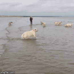 Oh My Dog....WATER - Imgflip