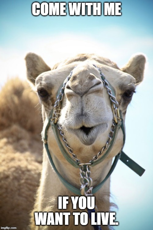 Meme thread V33: Now With More Democrat Candidates | Page 48 | Sherdog ...