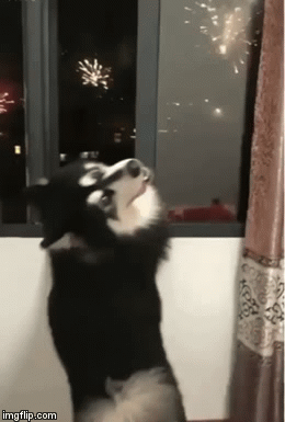 Wooohooo...A Doggo That Likes Fireworks - Imgflip