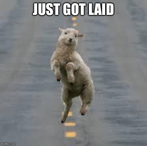 Baaad Sheep Memes