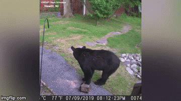 Dog chases bear out of yard - Imgflip