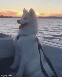 A Majestic Fluff - Imgflip