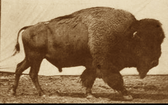 Eadweard Muybridge Bison Locomotion 1887 - Imgflip