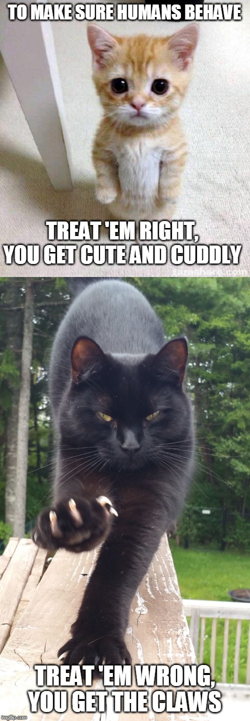 Cats may be cuddly but they're are still evil!!! - Imgflip