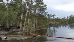 Disappearing trees - Imgflip