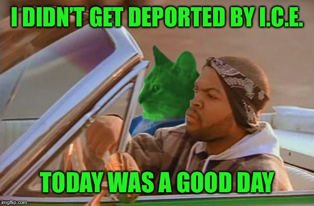 Driving RayCat - Imgflip