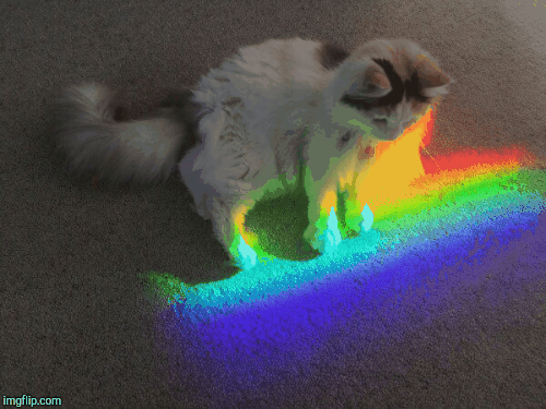Rainbow Cat - Imgflip