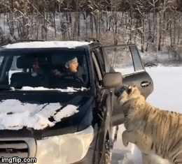 Typical Cat, Door Wide Open But Has To Be Difficult! Tiger Week 3, July ...