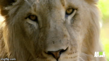 A 17 month old Lion Paw! Look at the size comparison, people paws vs ...