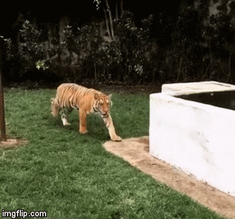 "Never Turn Your Back On A Human!" Tiger Week 3, July 27 - August 2 ...