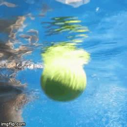 Animated GIF - Imgflip