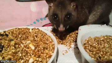 Bandit, our Australian Baby Possum - Imgflip
