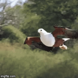 African Fish Eagle Catching Its Prey - Imgflip