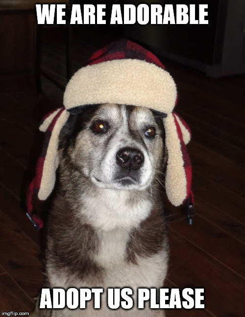 Adopt from your local shelter. - Imgflip