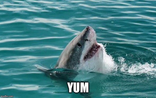 Friendly Shark - Imgflip