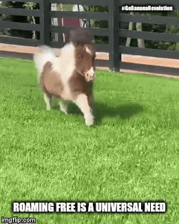 Roaming Free - Imgflip