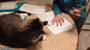 No, You Can't Do Your Homework - Imgflip