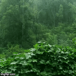 Save our Burning Rainforest! Save our Animals!! - Imgflip