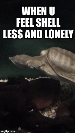 Shell-less turtle - Imgflip