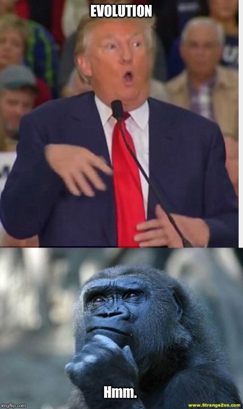 Grace, dignity, intelligence, and poise. - Imgflip