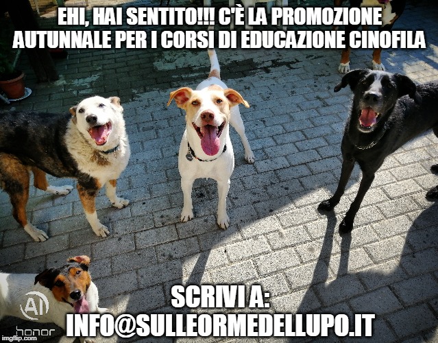 Barzellette Sui Cani Meme Adesivi A Tema Barzellette Sui Gatti