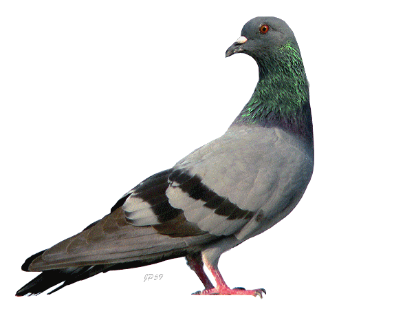 Pigeon Blank Template Imgflip