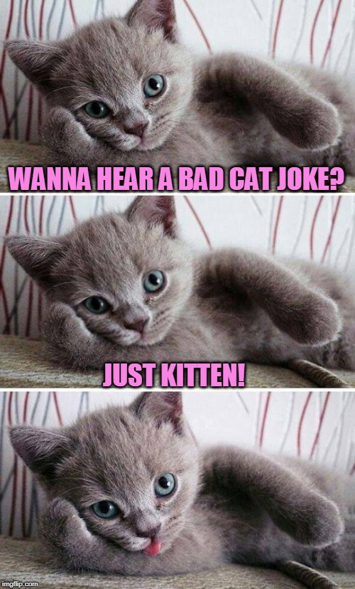 Image Tagged In Bad Pun Kitten Imgflip Image Tagged In Bad Pun Kitten Imgflip