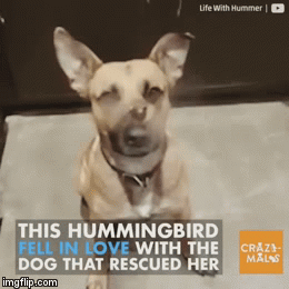Meet Rex the dog and Hummer the hummingbird - Imgflip