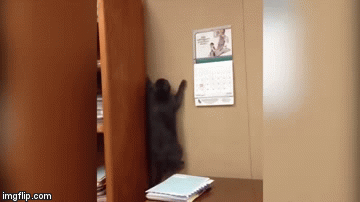 Spider Cat....Spider Cat..... - Imgflip