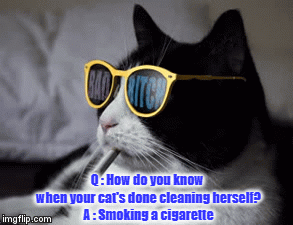 smoking cat - Imgflip
