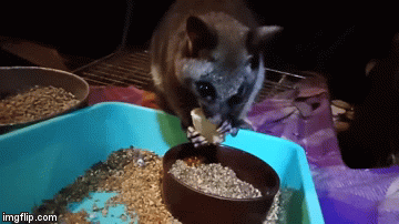 Bandit the Australian possum eating a banana - Imgflip