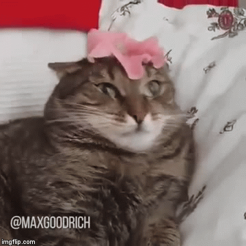 Cats are the real gods - Imgflip