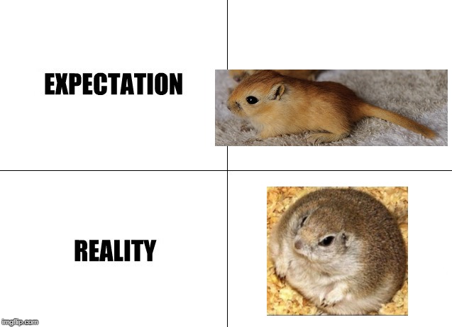 Expectation vs Reality - Imgflip