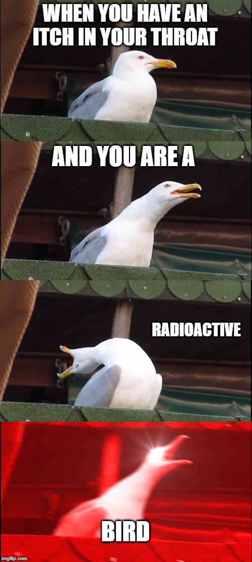 Inhaling Seagull Meme - Imgflip