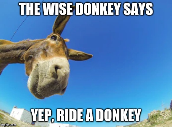 Wise Donkey Says - Imgflip