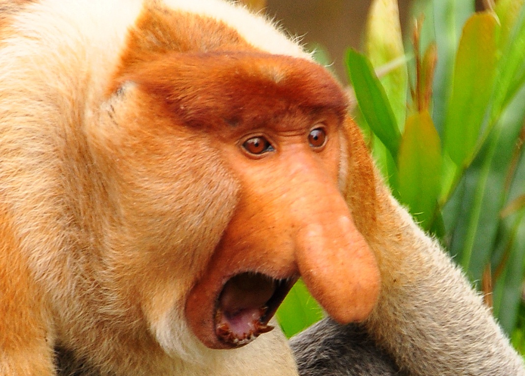 Janusz Blank Template - Imgflip