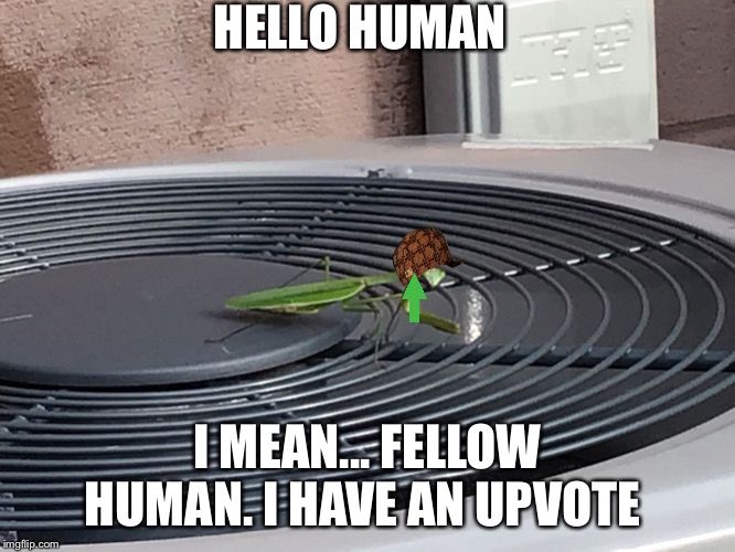 Praying mantis - Imgflip