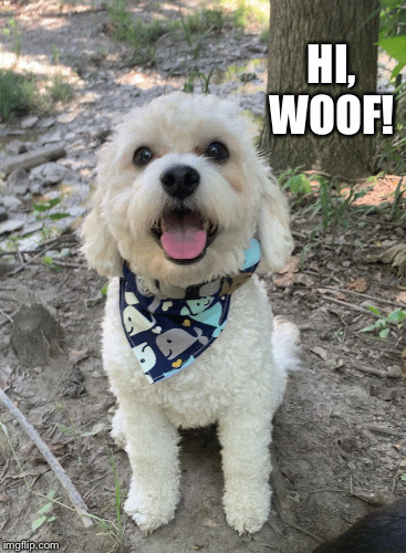 Lewis the Cavapoo, Woof - Imgflip