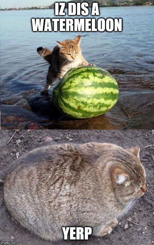 watermelon fat cat - Imgflip