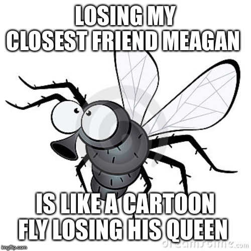 cartoon-fly-9084404.jpg - Imgflip